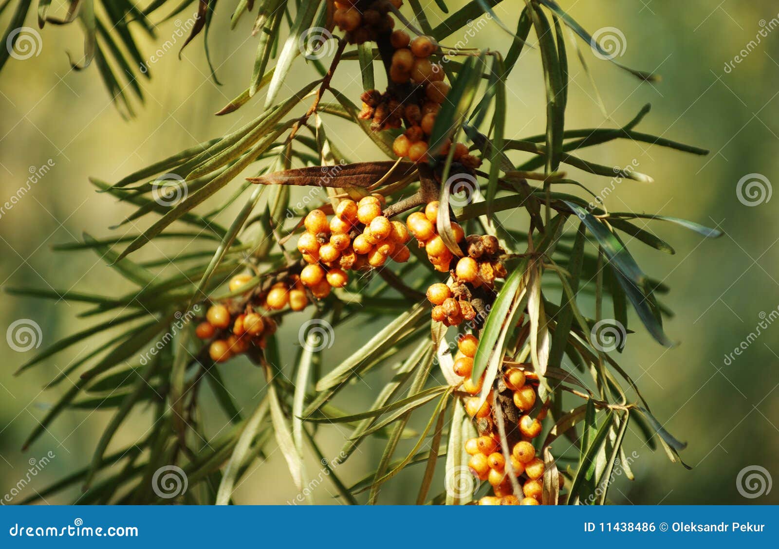Buck Thorn Berries on the Tree Stock Photo - Image of harvest, rich ...