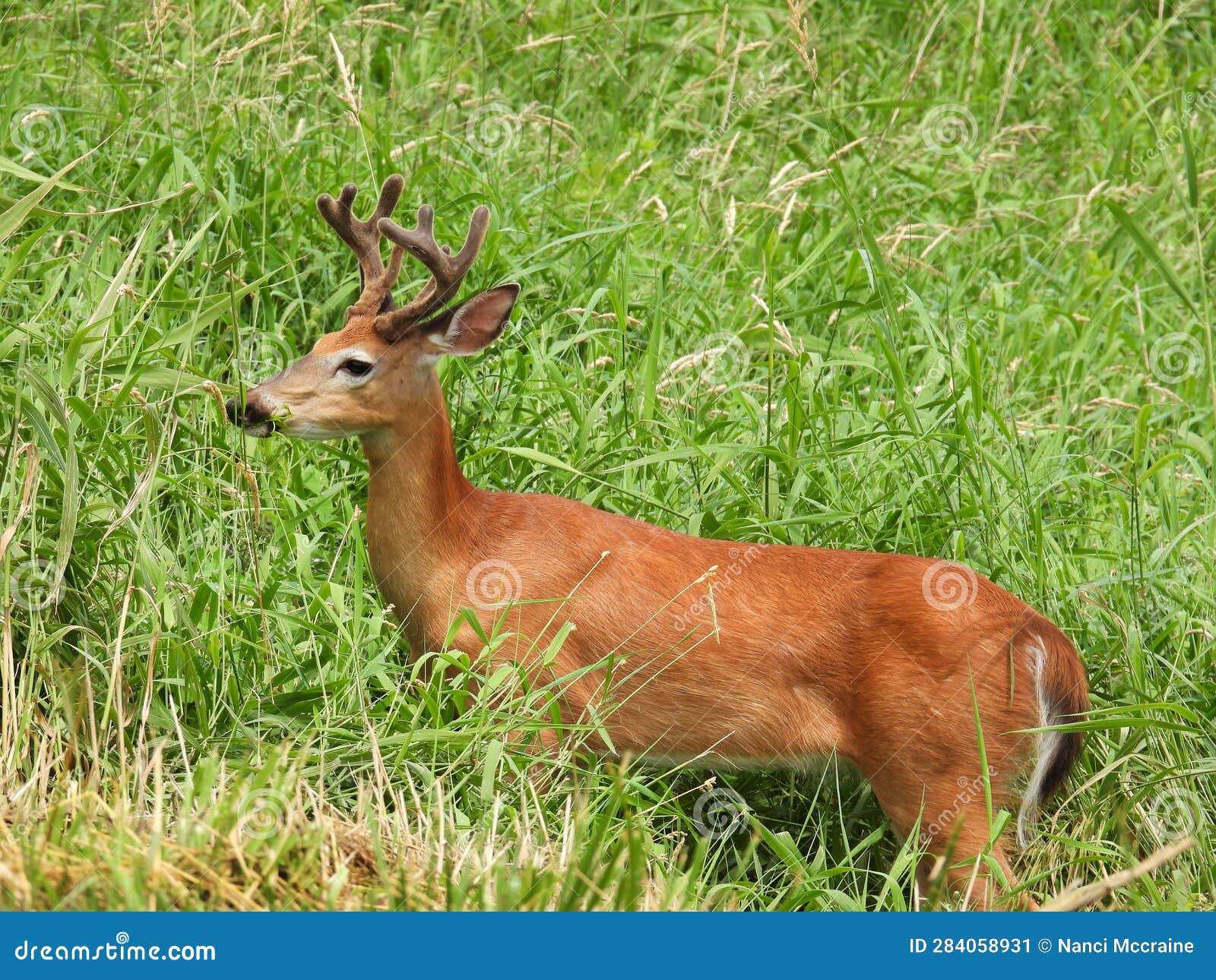 Whitetail Buck Deer with Velvet 8-point Antlers Stock Image - Image of ...