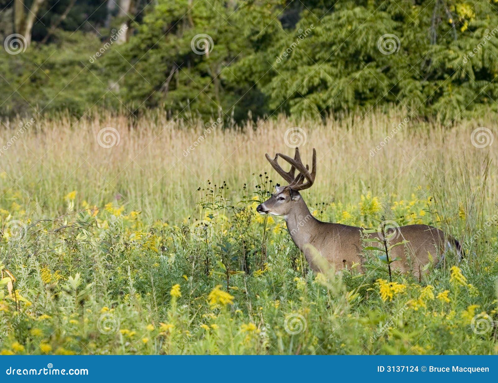 Buck Whitetail Deer stock photo. Image of bambi, meadow - 3137124