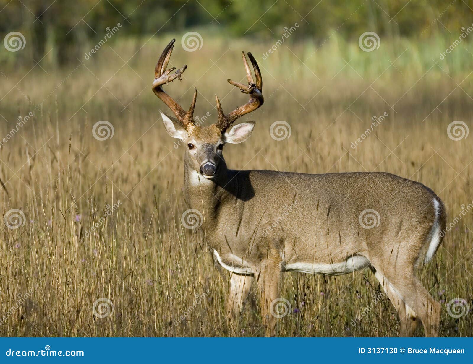 Buck Whitetail Deer stock photo. Image of virginianus - 3137130