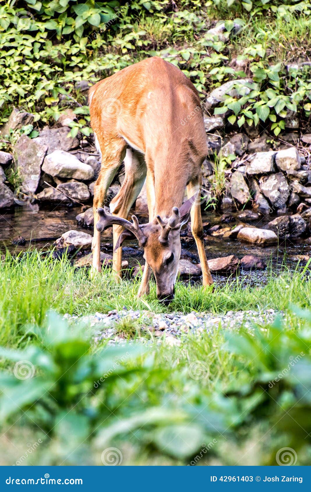 Buck Whitetail Deer Drinking Stock Image - Image of whitetail, zaring ...