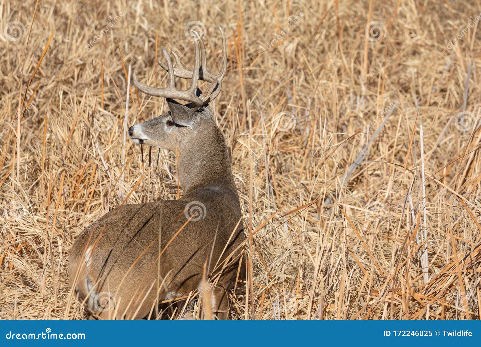 Buck Whitetail Deer in Fall Stock Image - Image of buck, animal: 172246025