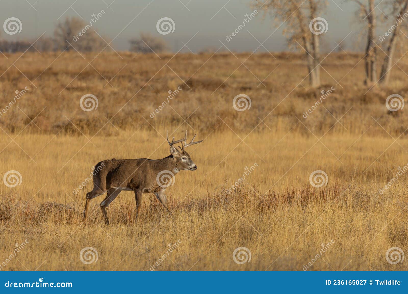 Buck Whitetail Deer in Fall in Colorado Stock Image - Image of deer ...