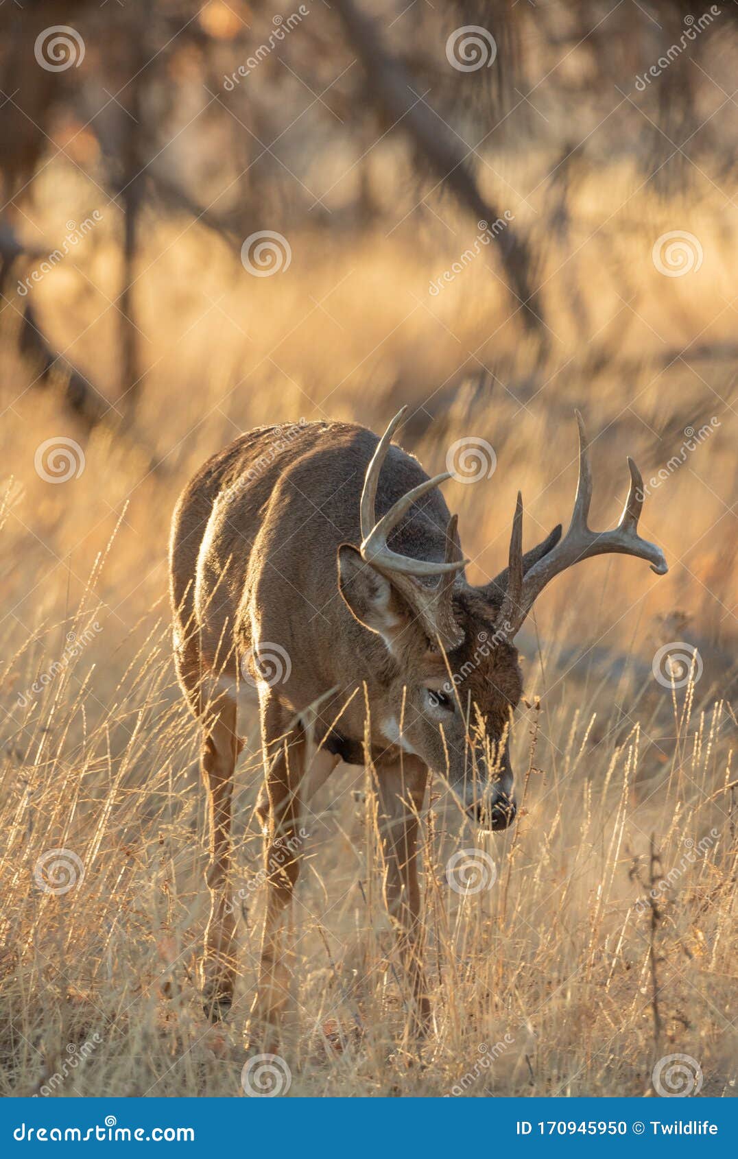 Buck Whitetail Deer in Fall Stock Photo - Image of nature, wildlife ...