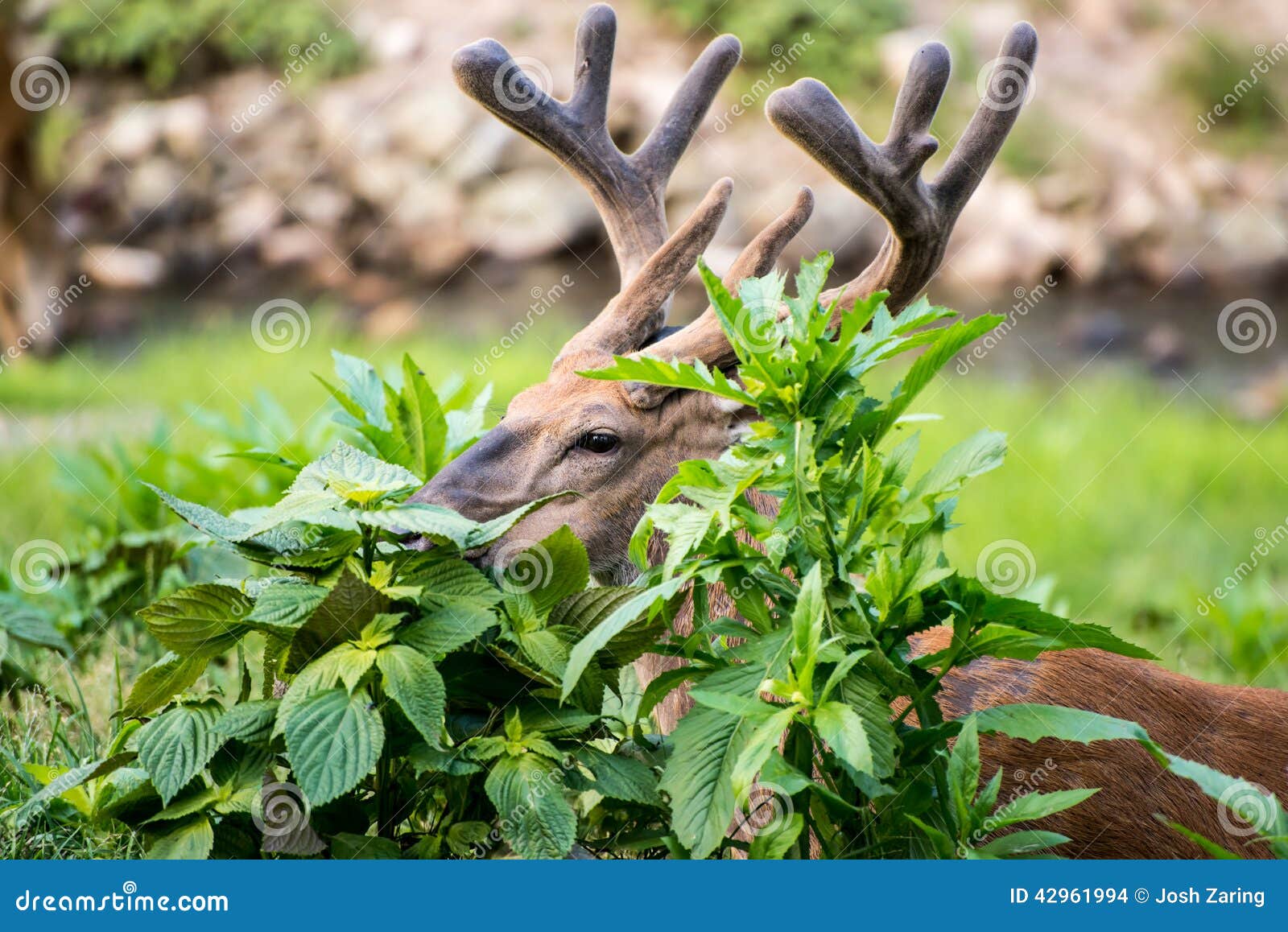 Buck Whitetail Deer Hiding foto de archivo. Imagen de estante - 42961994