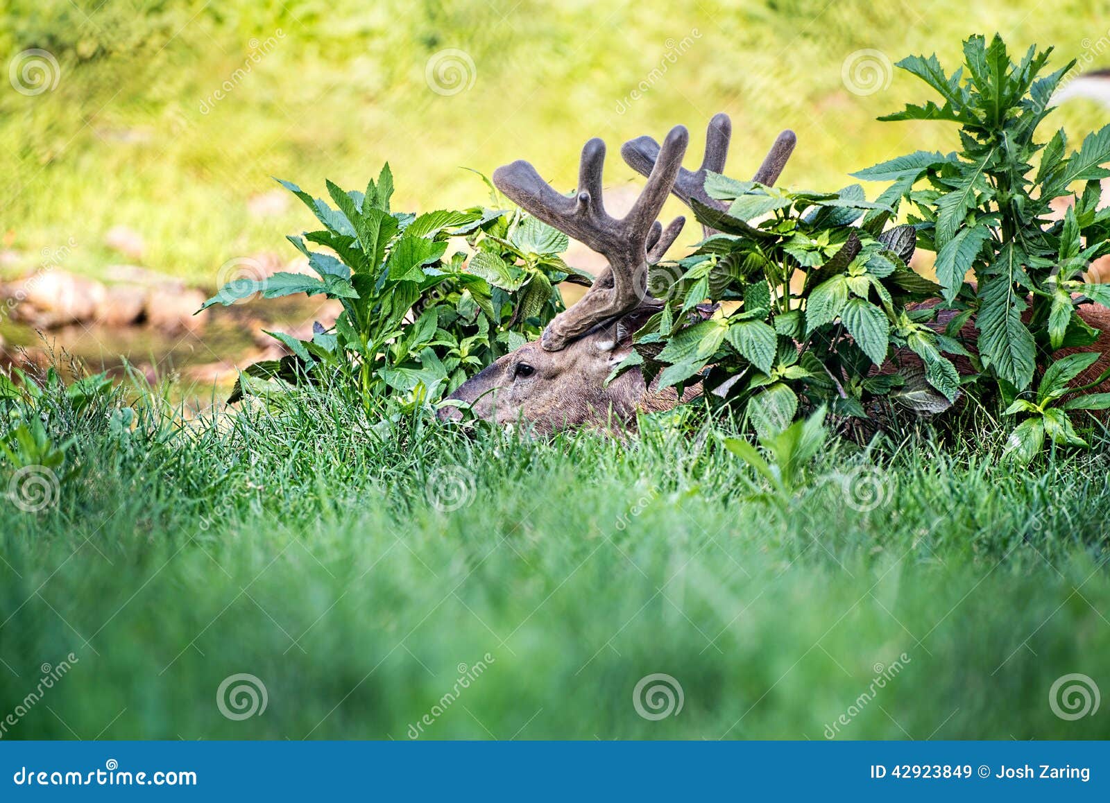 Buck Whitetail Deer Resting Stock Image - Image of resting, buck: 42923849