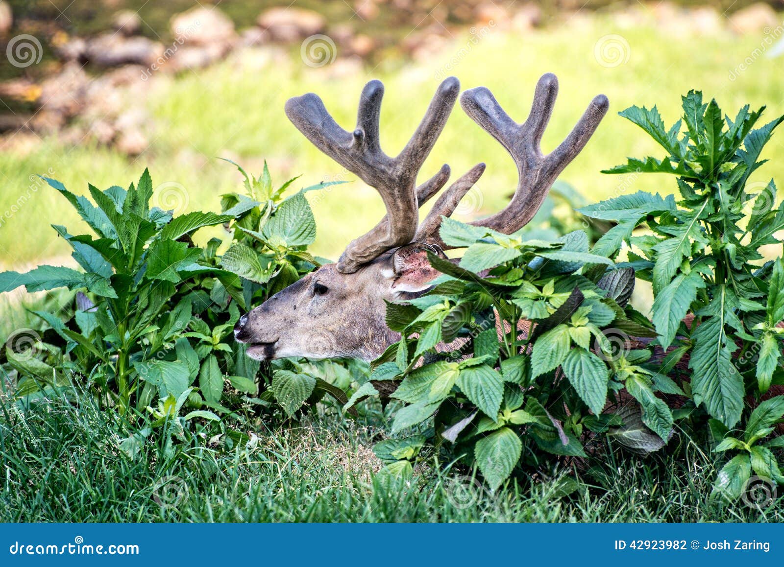 Buck Whitetail Deer Resting Stock Photo - Image of jzaring ...