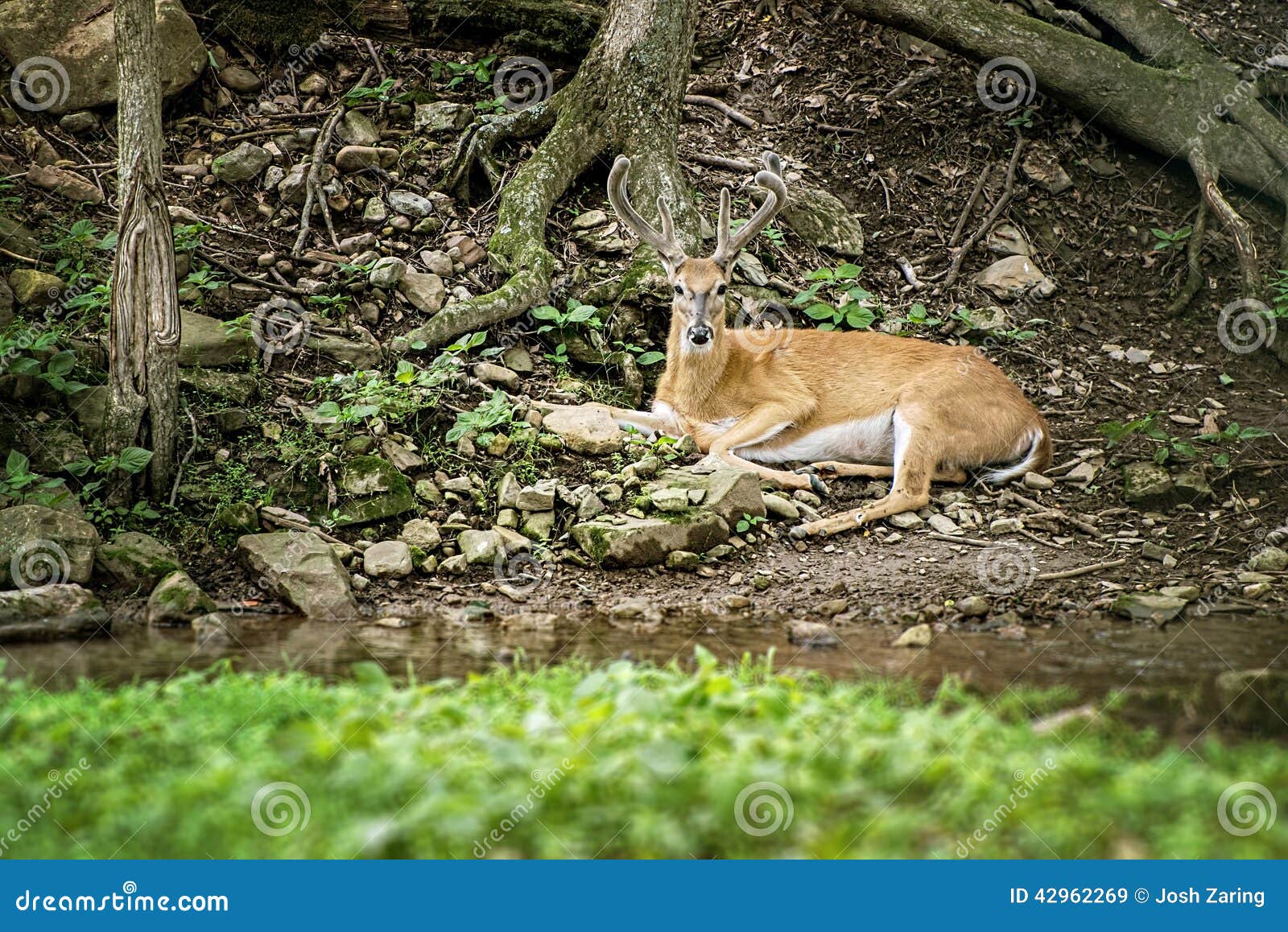 Buck Whitetail Deer Resting Stock Image - Image of forward, right: 42962269
