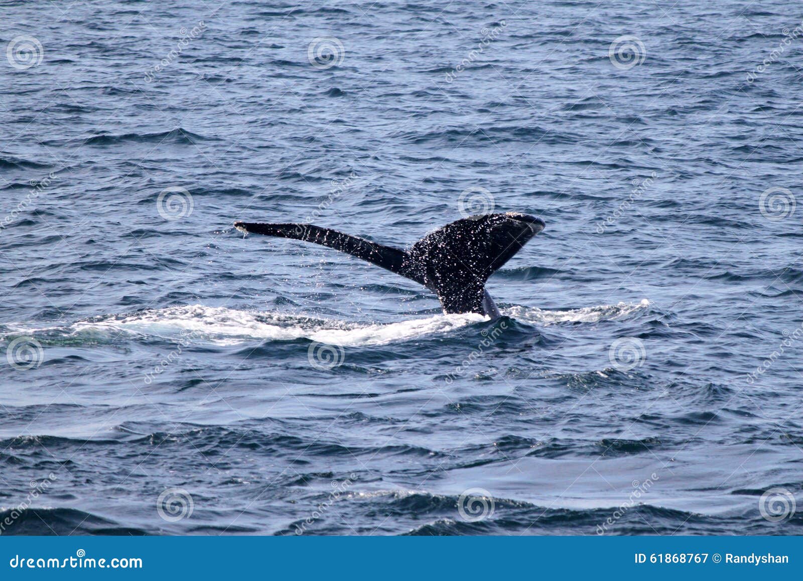 Buckel-Wal-Geschichte in Atlantik Nahe Boston Stockbild - Bild von ...