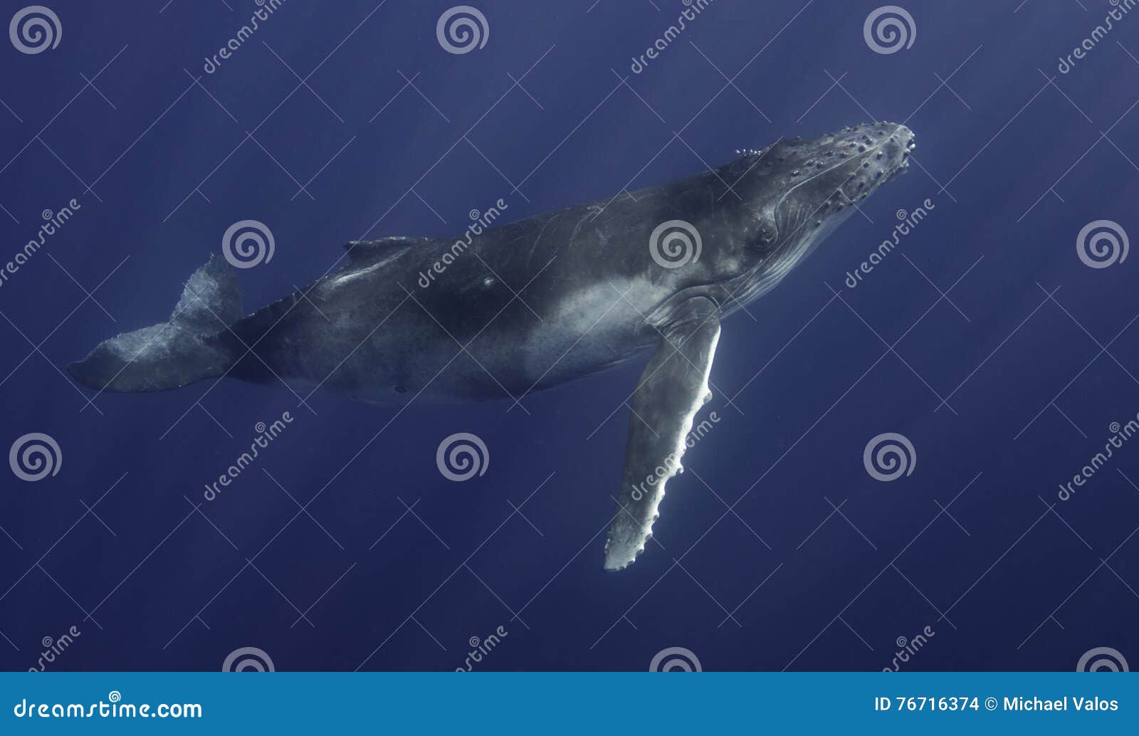 Buckel-Wal-Kalb stockfoto. Bild von säugetier, flosse - 76716374