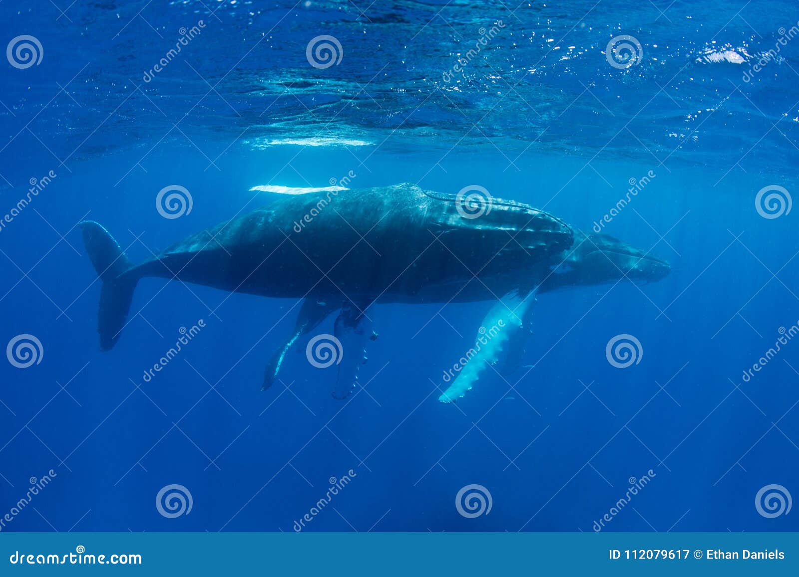 Buckel-Wale Im Blauen Wasser Stockbild - Bild von kabeljau, umgebung ...