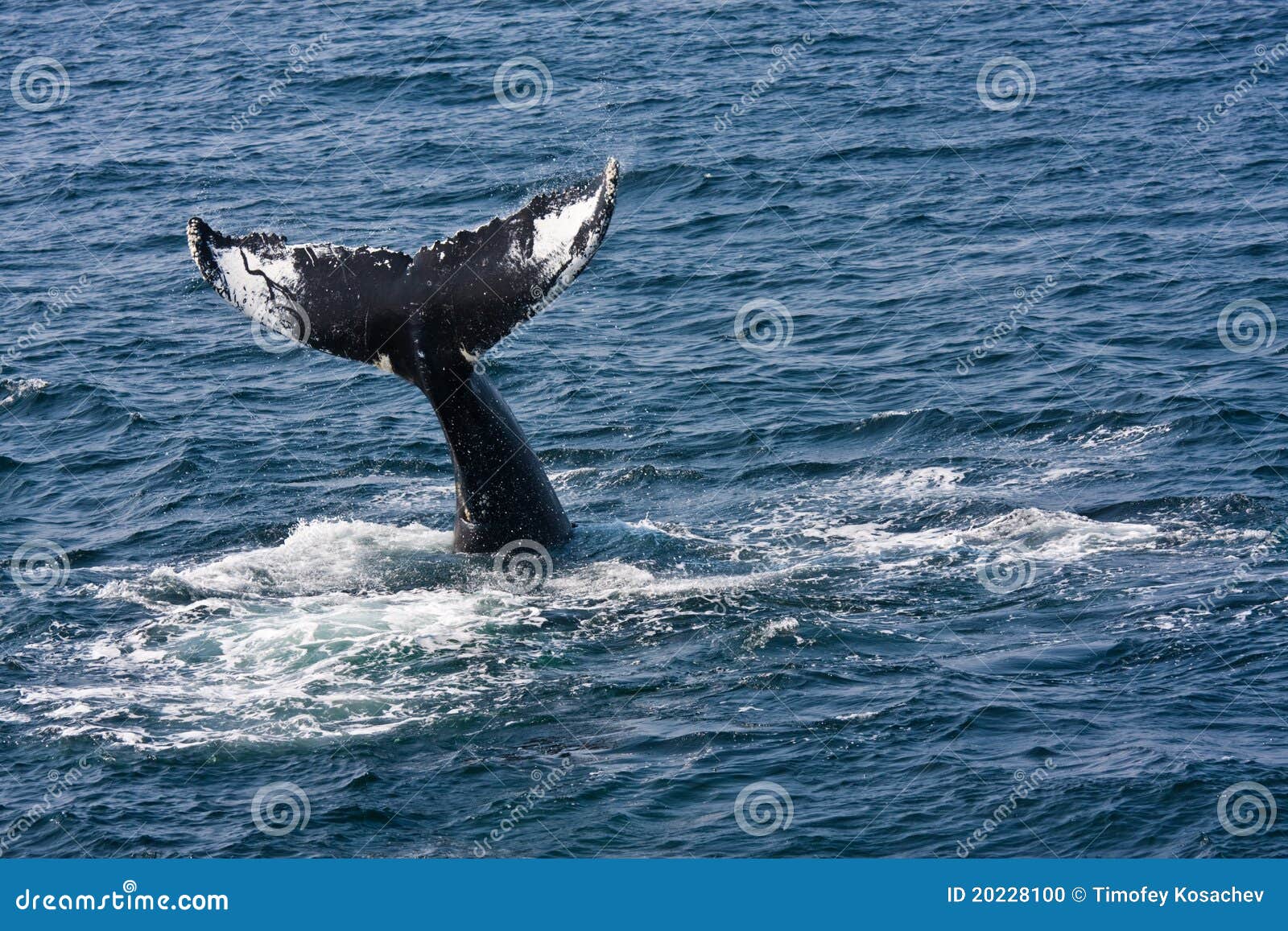 Buckelwal stockfoto. Bild von ozean, buckel, tier, heck - 20228100