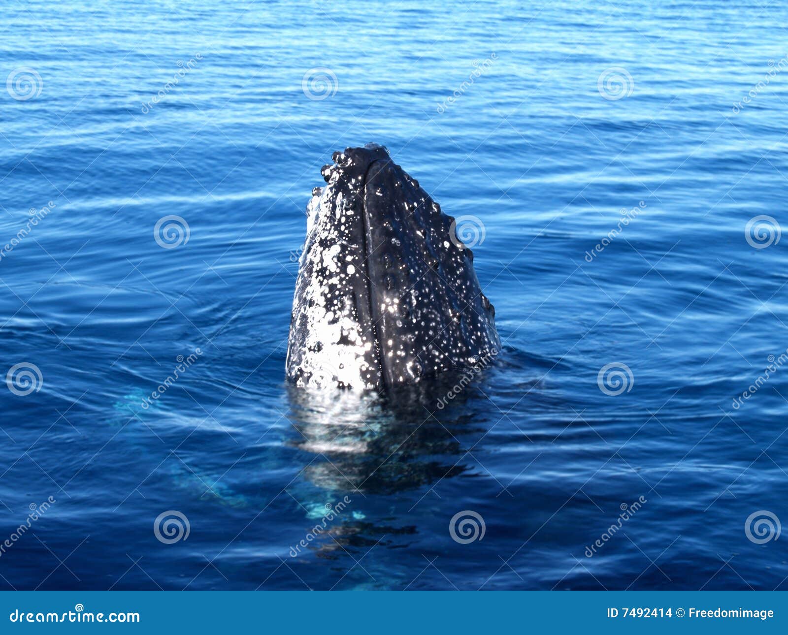 Buckelwal, Der Den Ozean Durchbricht Stockfoto - Bild von ansicht ...