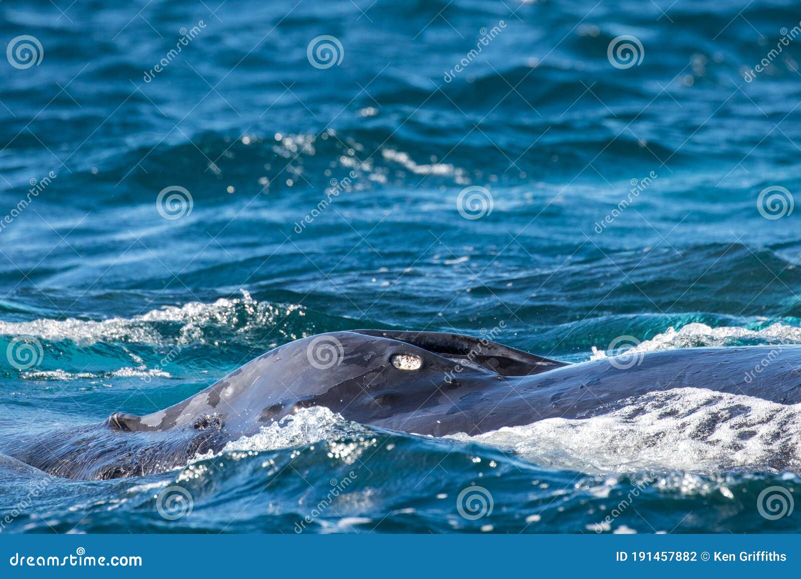 Buckelwal stockfoto. Bild von wildnis, australien, kopf - 191457882