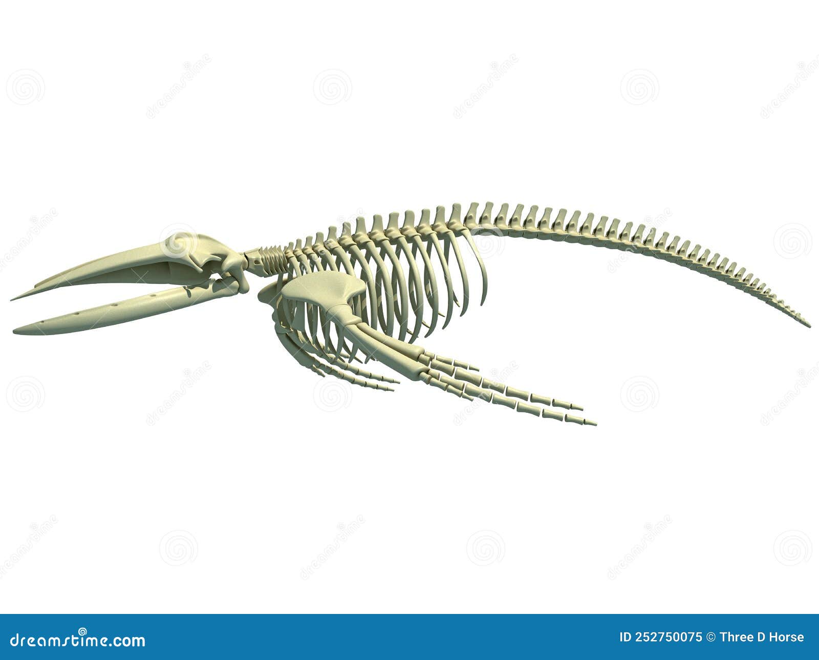 Buckelwal-Skelett 3D-Darstellung Stock Abbildung - Illustration von ...