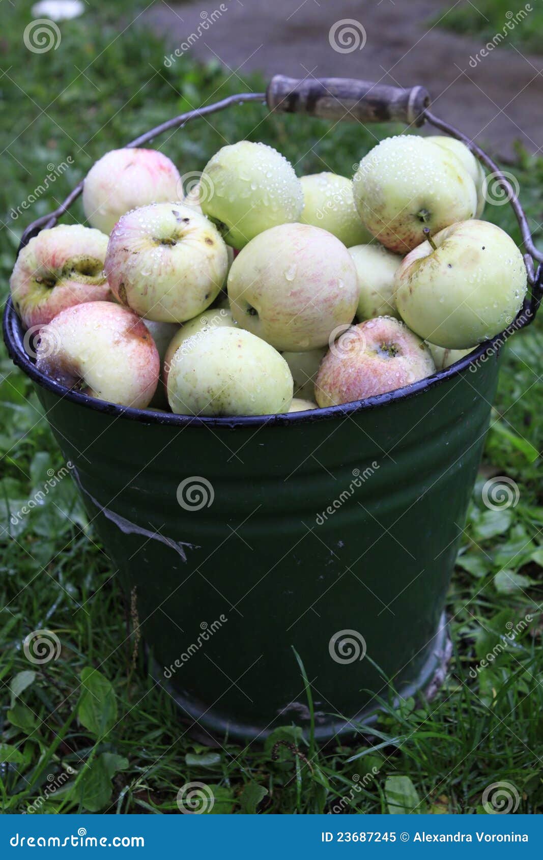 Bucket of apples stock image. Image of leaves, gathering - 23687245