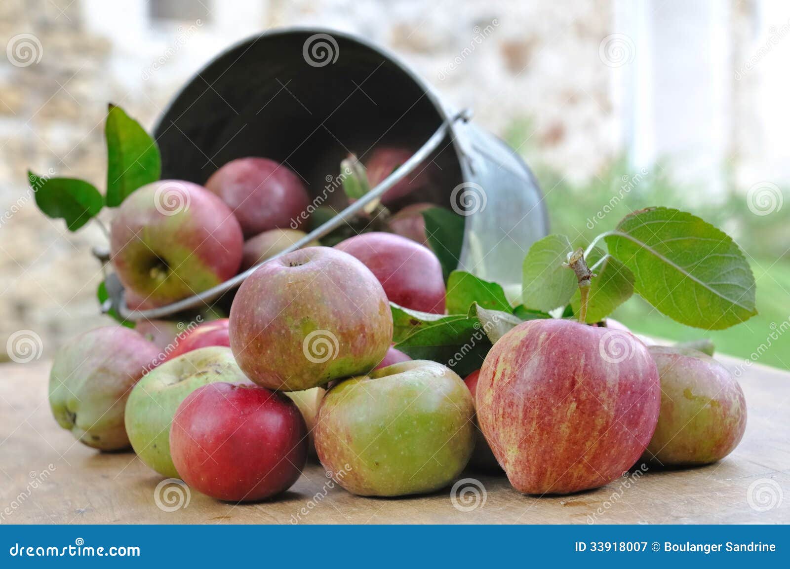 Bucket of apples stock image. Image of orchard, fruit - 33918007