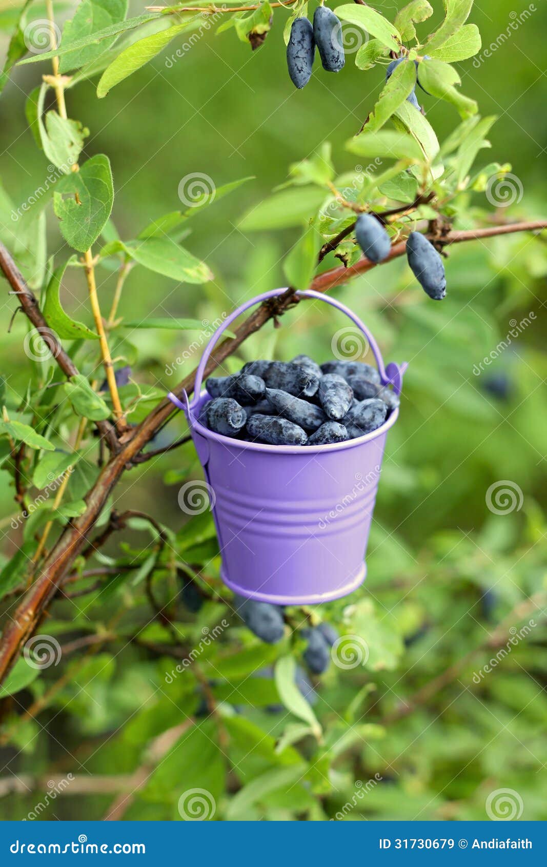 Bucket with Berries Hanging on Honeysuckle Bush Stock Image - Image of ...