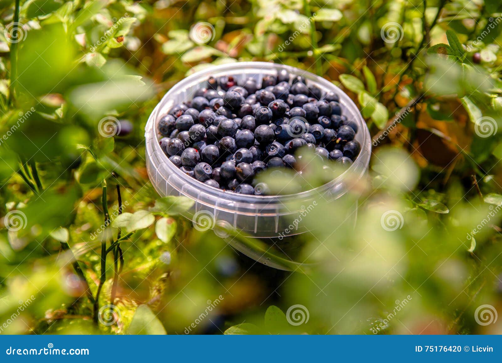 Bucket of Blueberries Forest Stock Photo - Image of ripe, fresh: 75176420