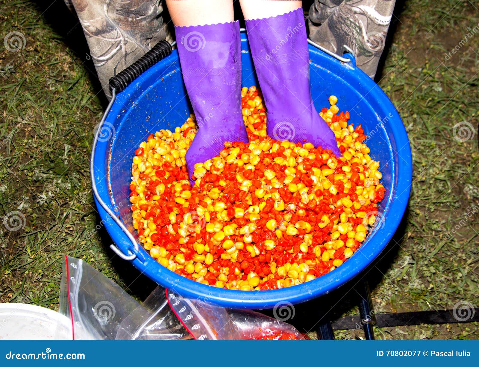 A Bucket of Boiled Colored Corn Stock Image - Image of bucket, corn ...