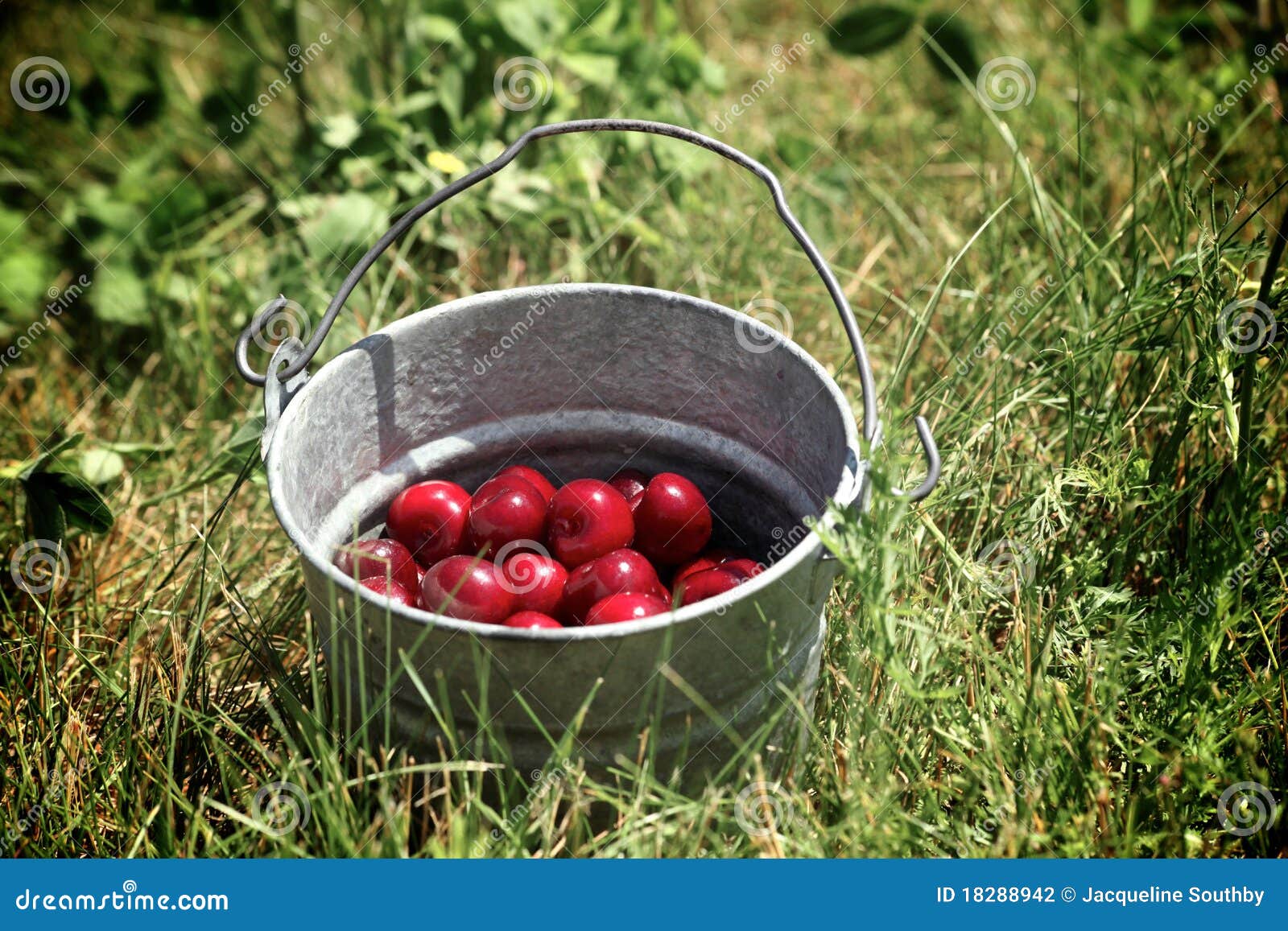 Bucket of Cherries stock photo. Image of summer, handle - 18288942