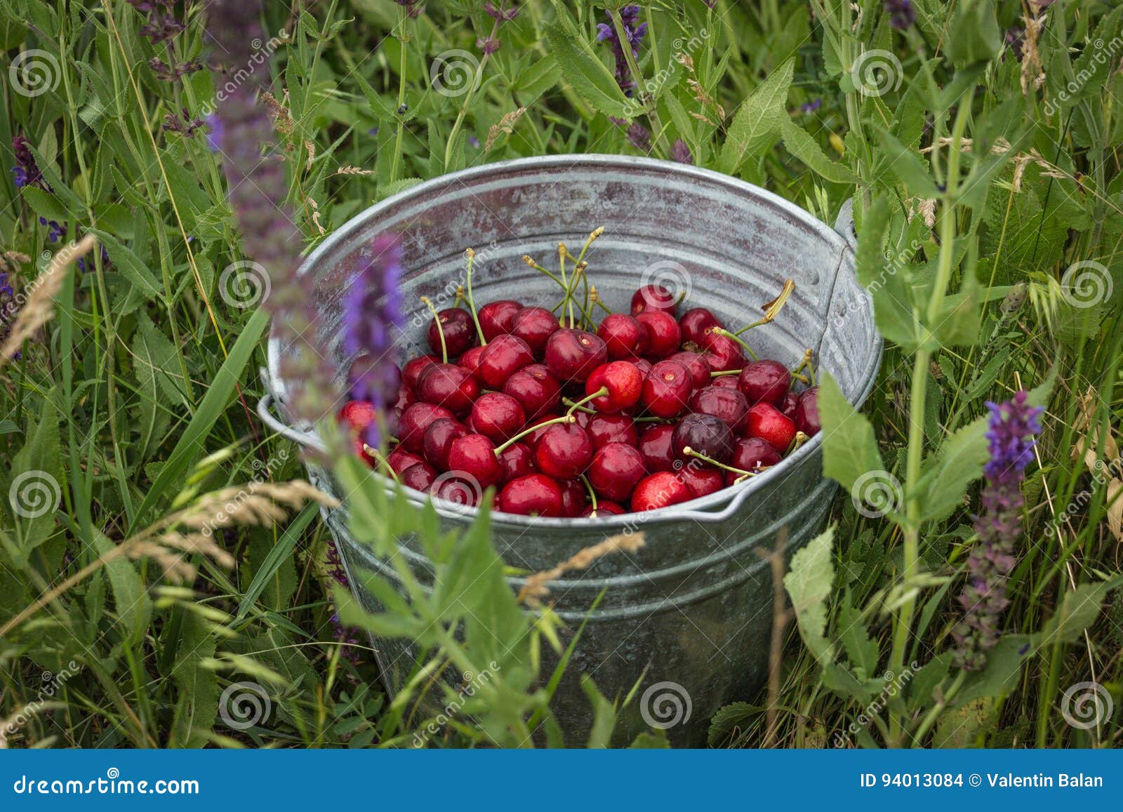 Bucket with cherries. stock photo. Image of health, bucket - 94013084