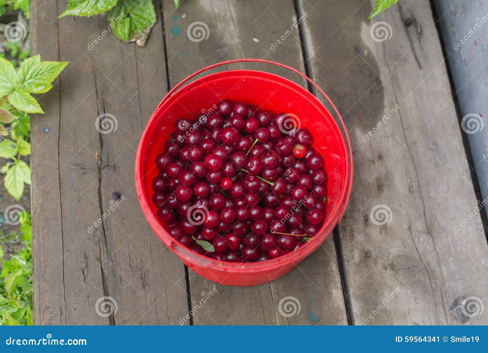 Bucket with cherries stock image. Image of ripe, basket - 59564341