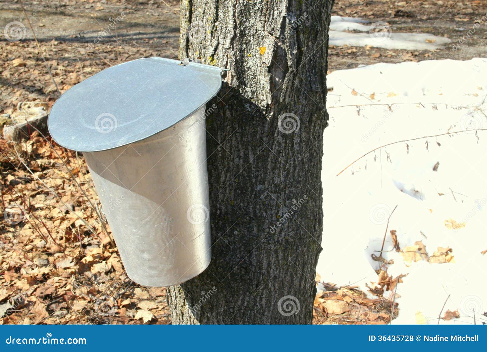 Collecting Maple Tree Sap Royalty-Free Stock Photography ...