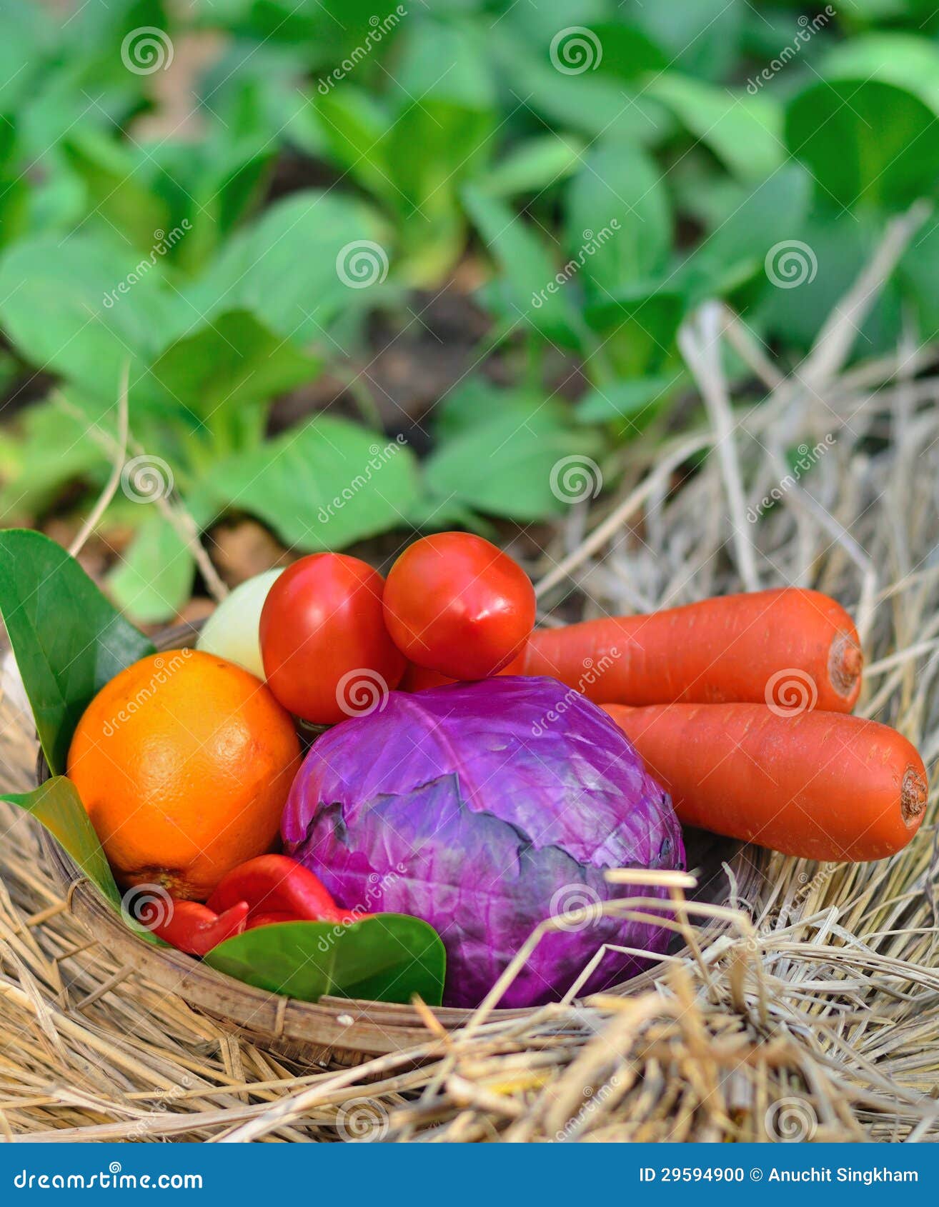 Bucket Of Colourful Vegetables Stock Photo - Image of harvesting, plant ...
