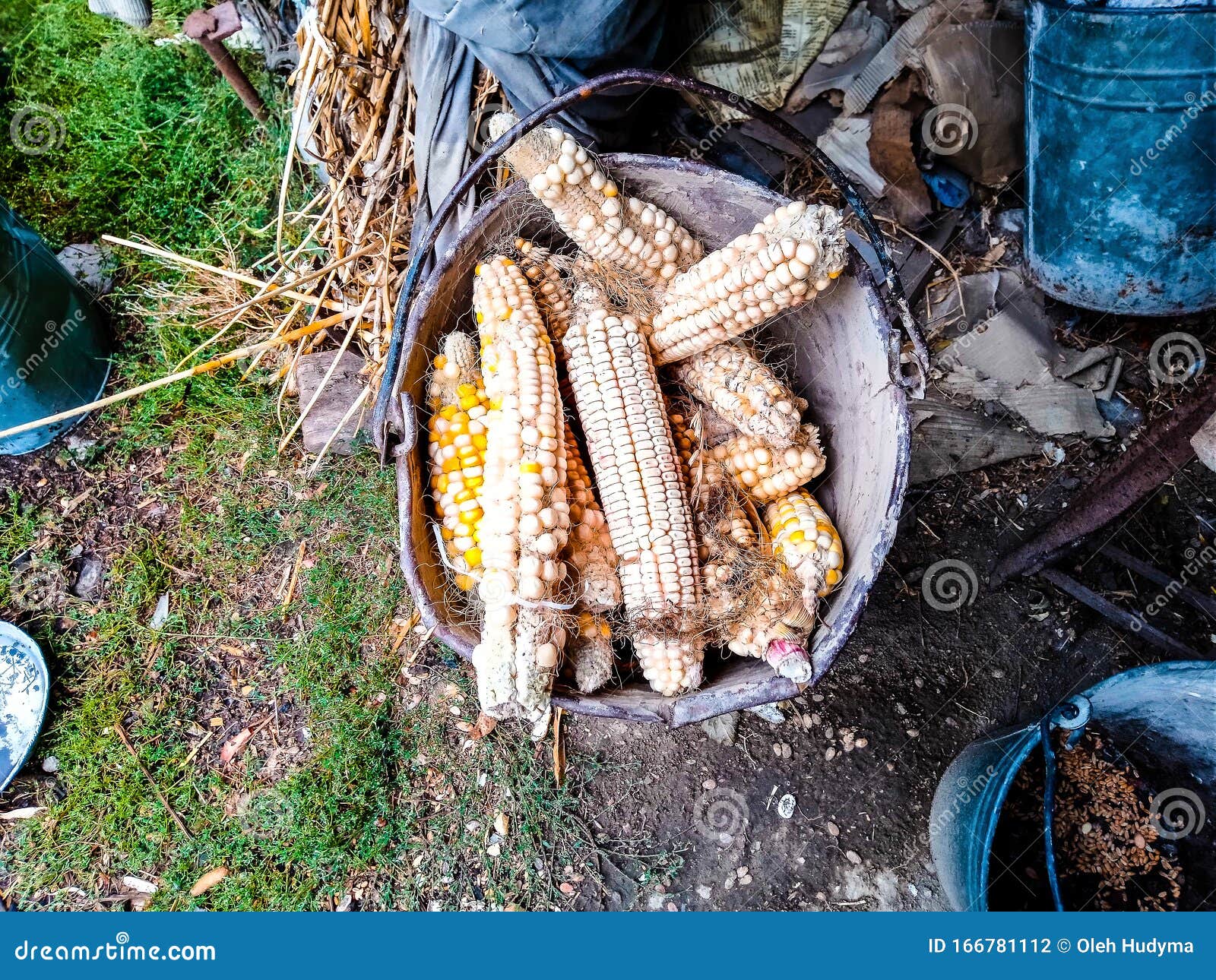 Bucket with Corn Old Bucket and Corn Stock Photo - Image of metal ...