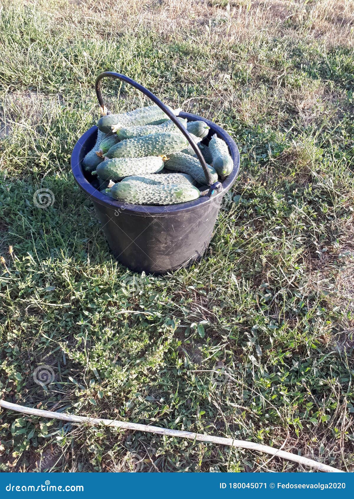 Bucket with Cucumbers on Grass. Harvesting Cucumbers Stock Image ...