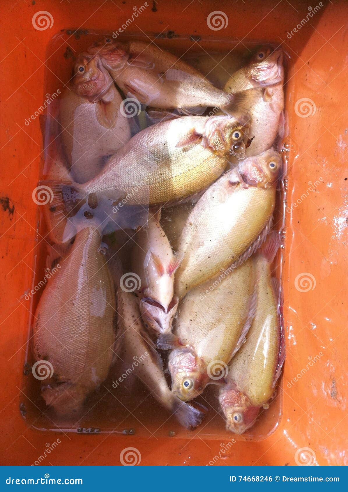 Purch Fish Stock Photos - Free & Royalty-Free Stock Photos from Dreamstime