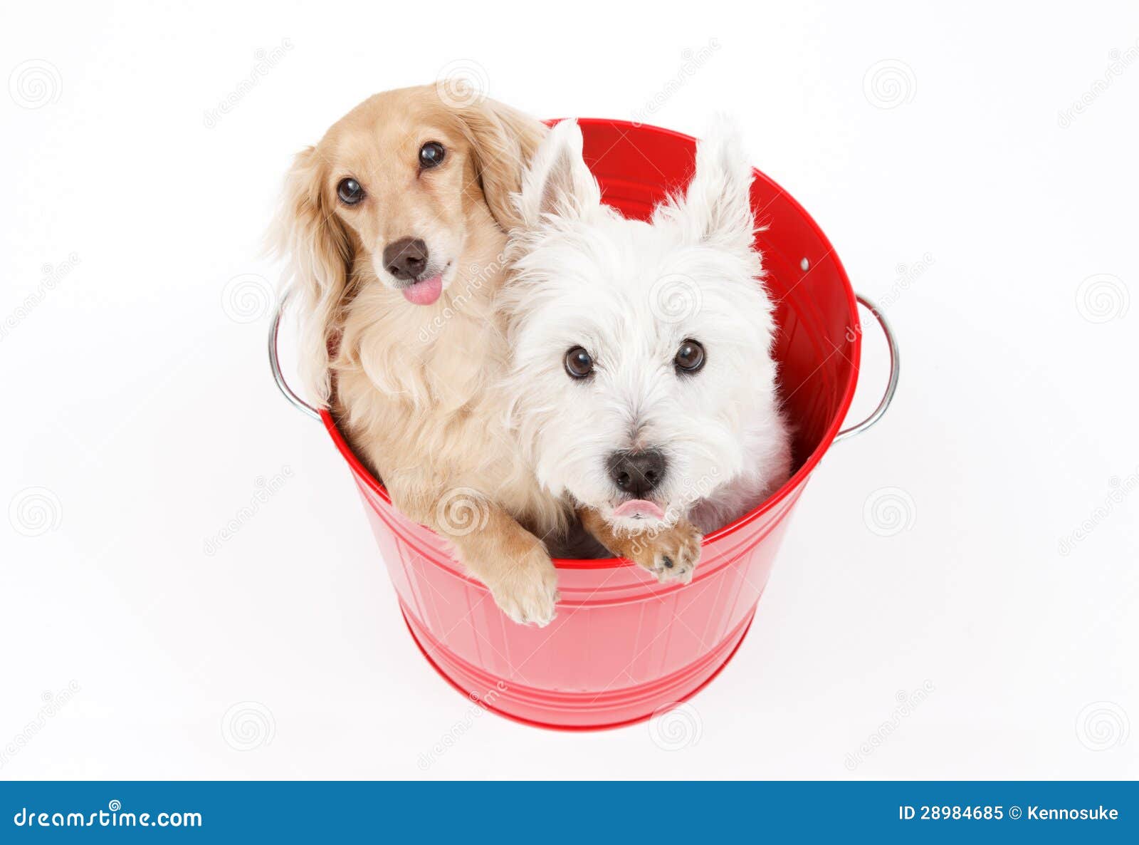 Bucket and dogs stock image. Image of animal, purebred - 28984685