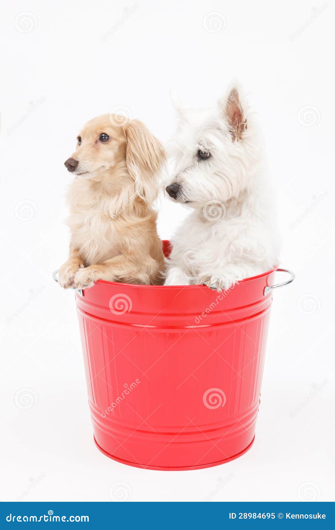 Bucket and dogs stock image. Image of indoor, crisp, gift - 28984695