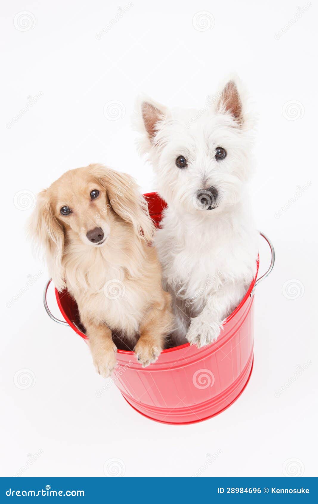 Bucket and dogs stock photo. Image of miniature, space - 28984696