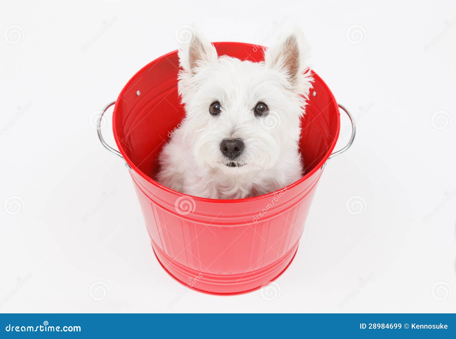 Bucket and dogs stock image. Image of innocence, happy - 28984699