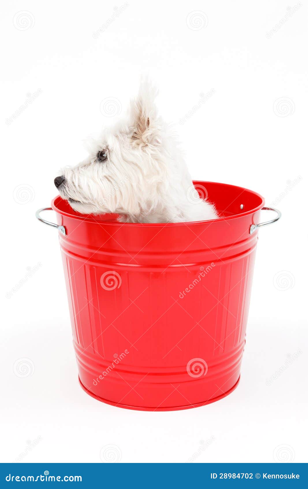 Bucket and dogs stock photo. Image of right, playful - 28984702