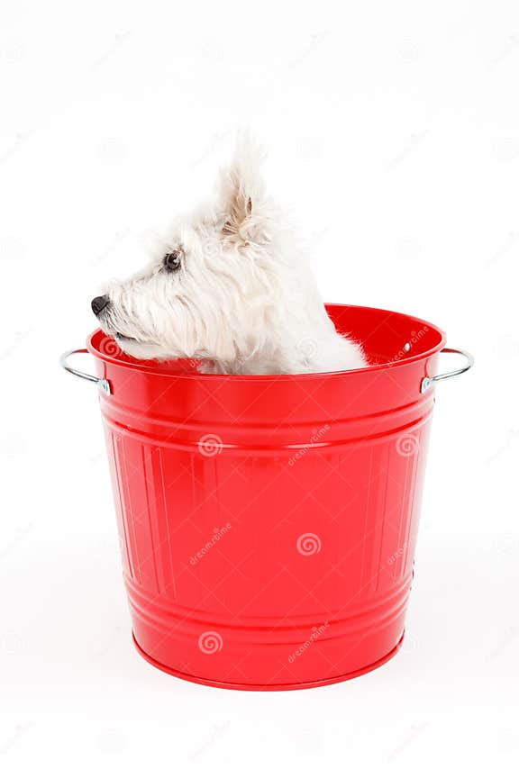 Bucket and dogs stock photo. Image of right, playful - 28984702