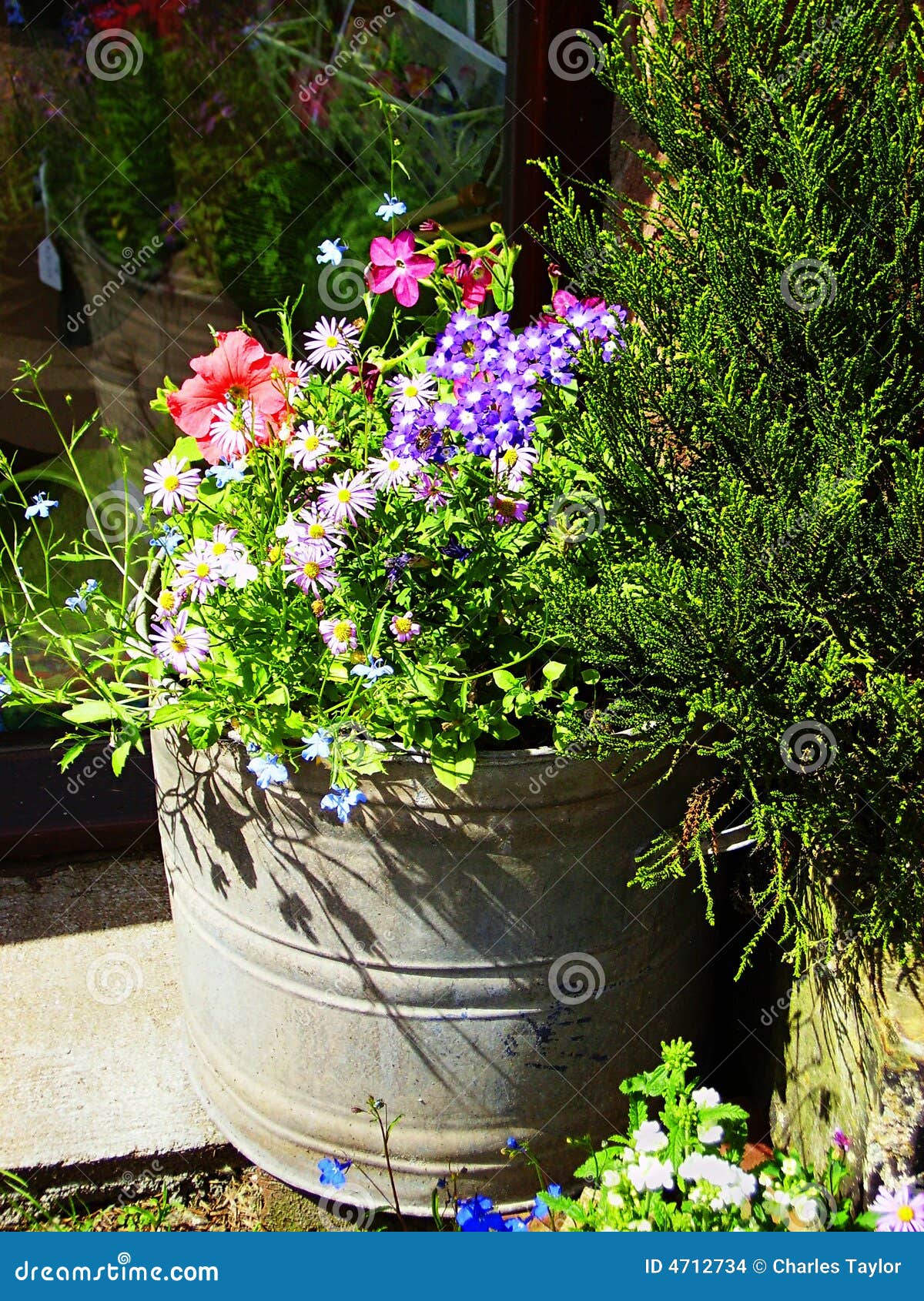 Bucket & flowers stock photo. Image of color, plant - 4712734