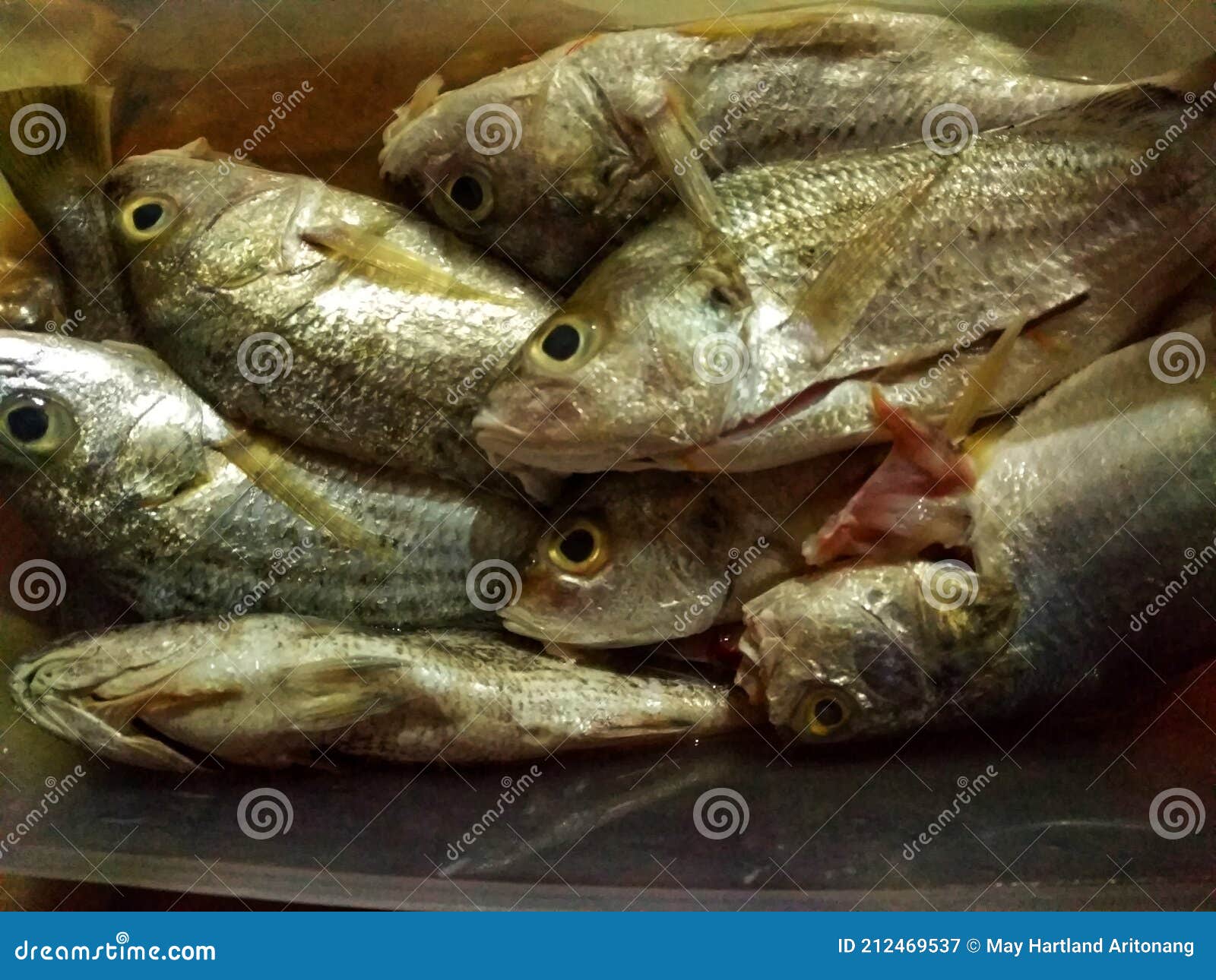 A Bucket of Fresh Fish at Traditional Market Stock Image - Image of ...