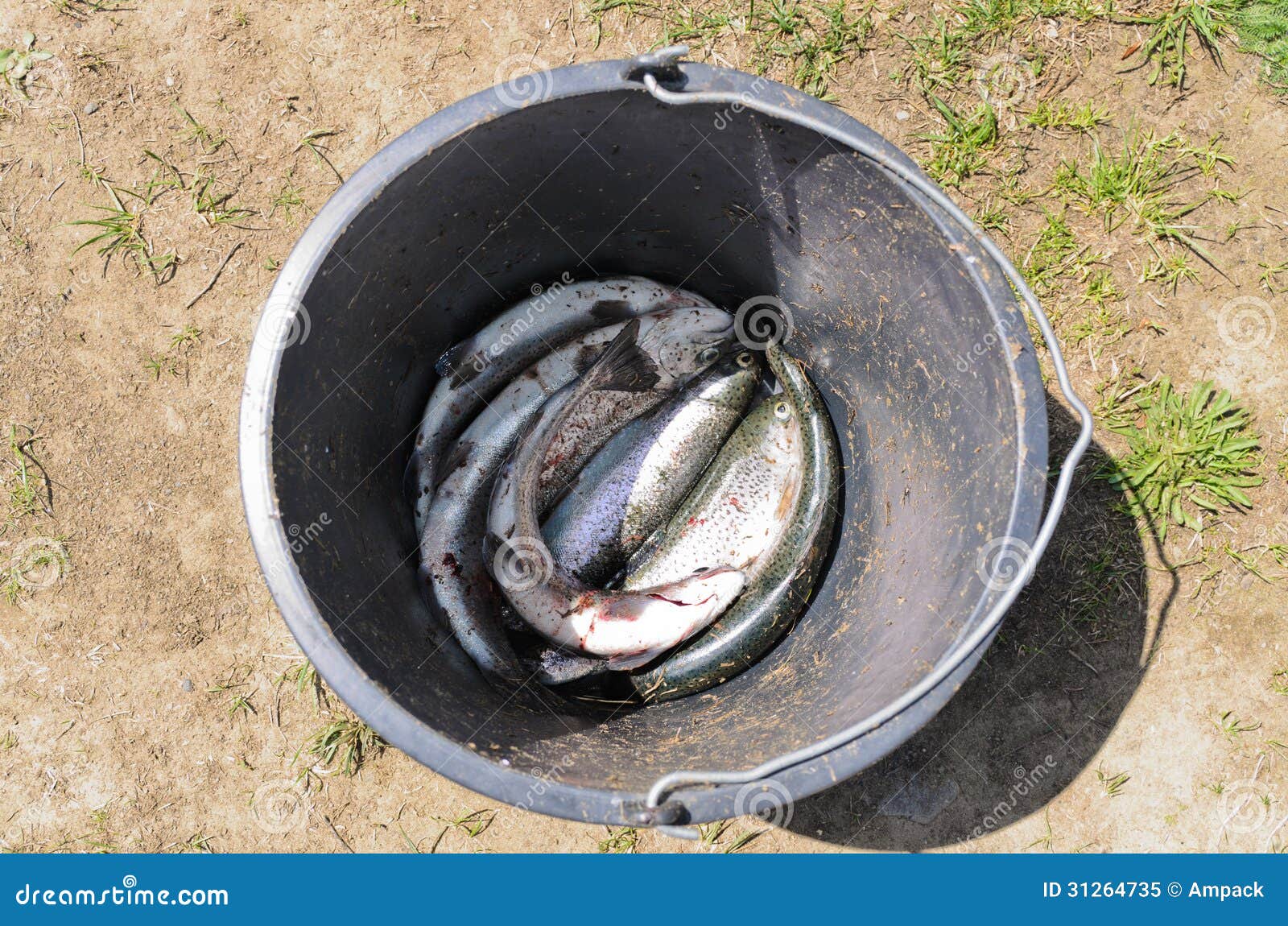 Bucket with Freshly Caught Fish Stock Image - Image of outside, group ...