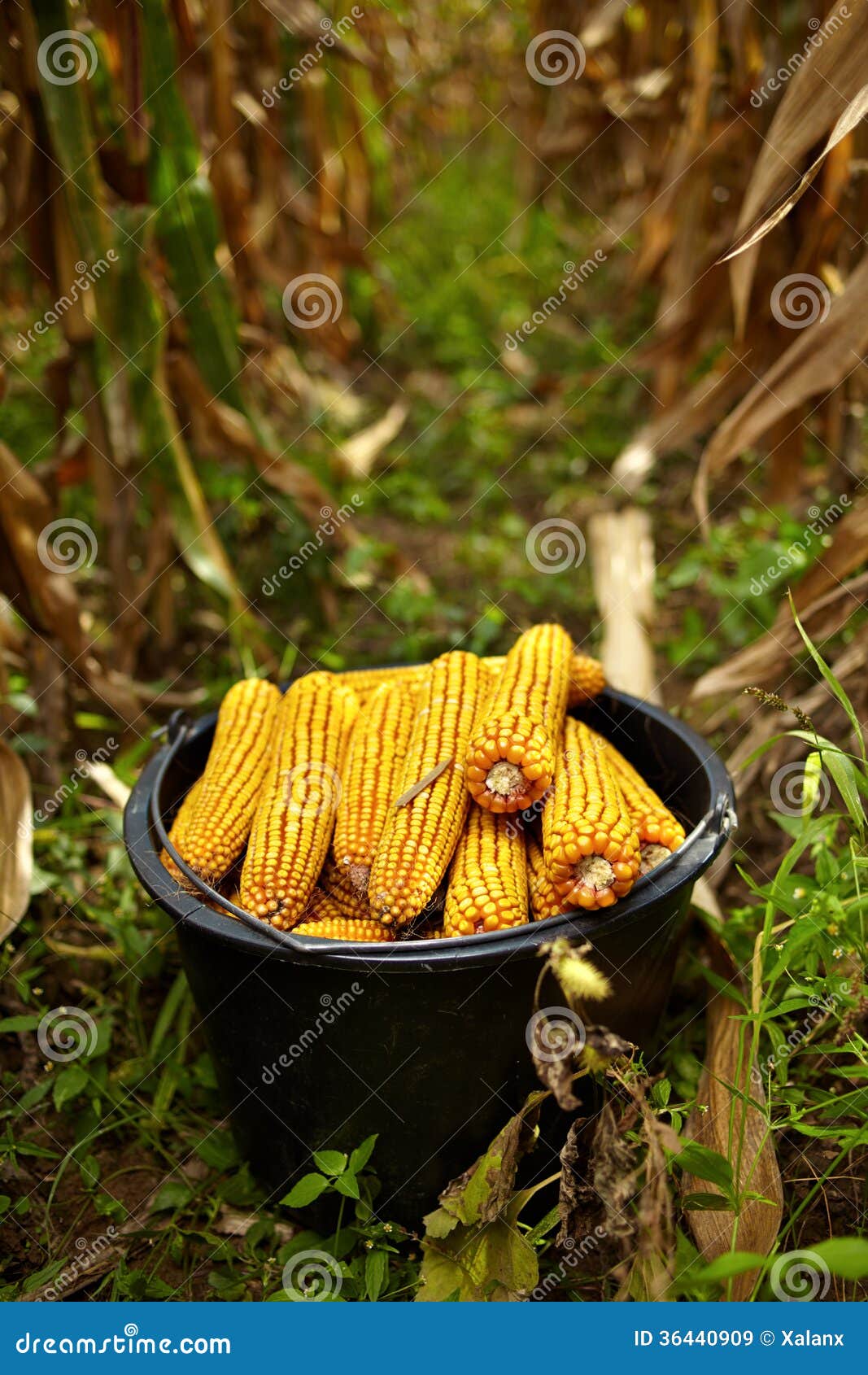 Bucket full of corn cobs stock image. Image of countryside - 36440909
