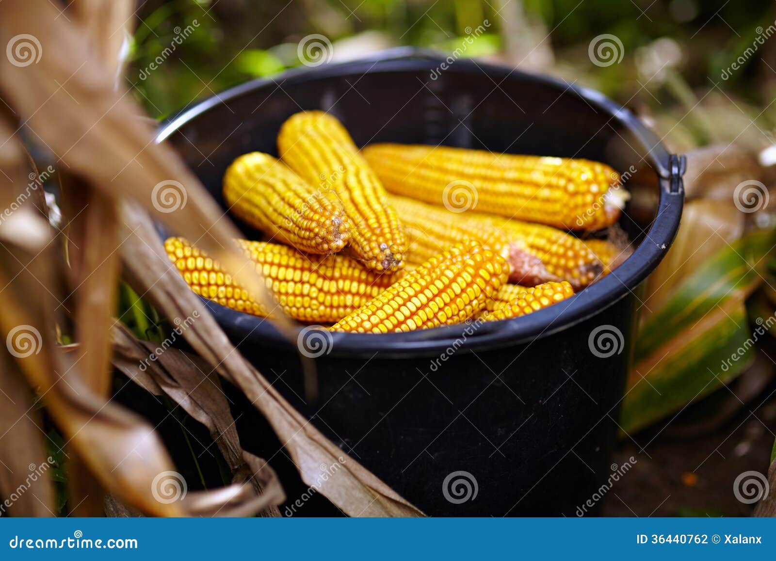 Bucket full of corn cobs stock photo. Image of field - 36440762