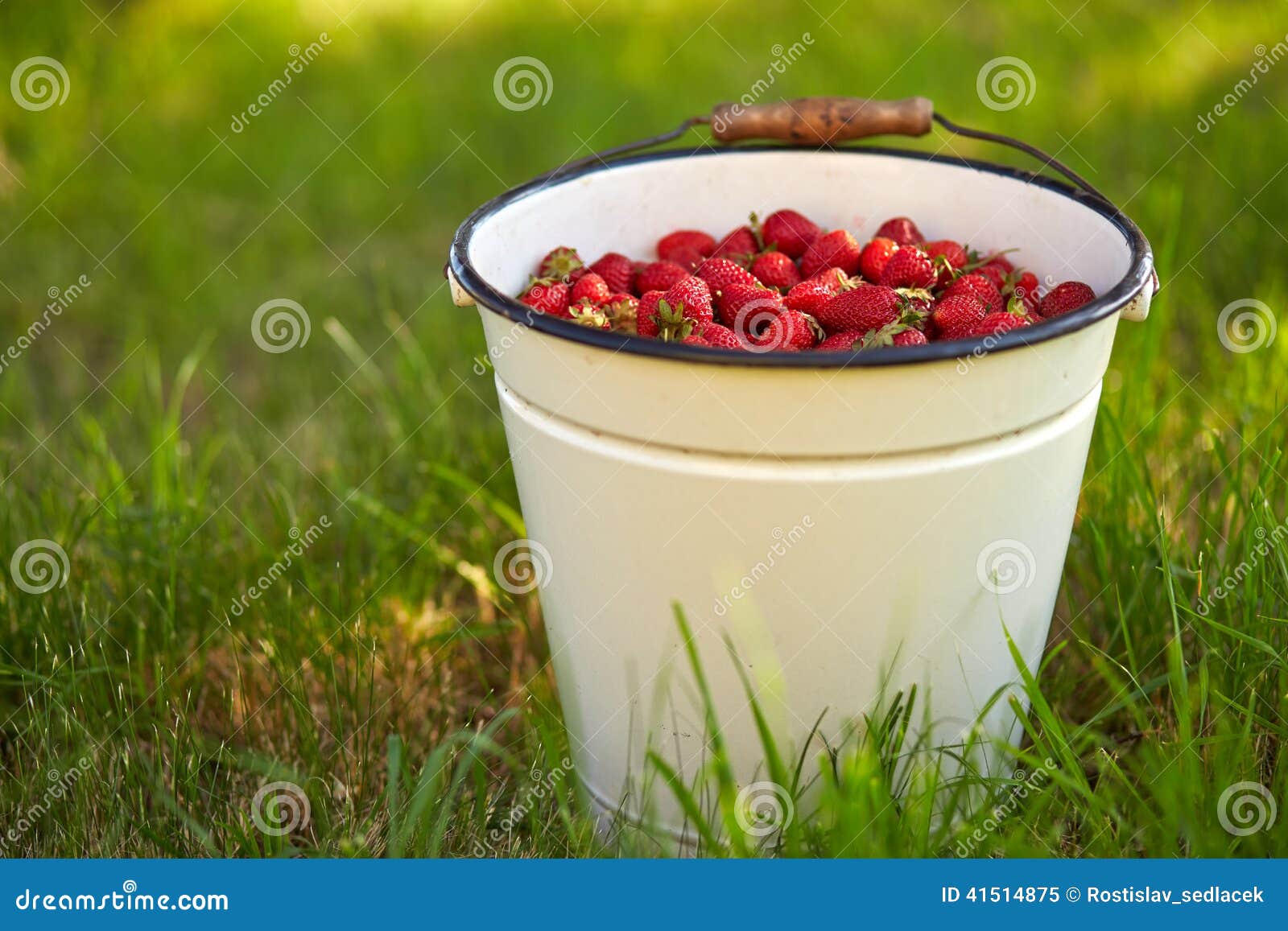A Bucket Full of Fresh Strawberries Stock Image - Image of agriculture ...