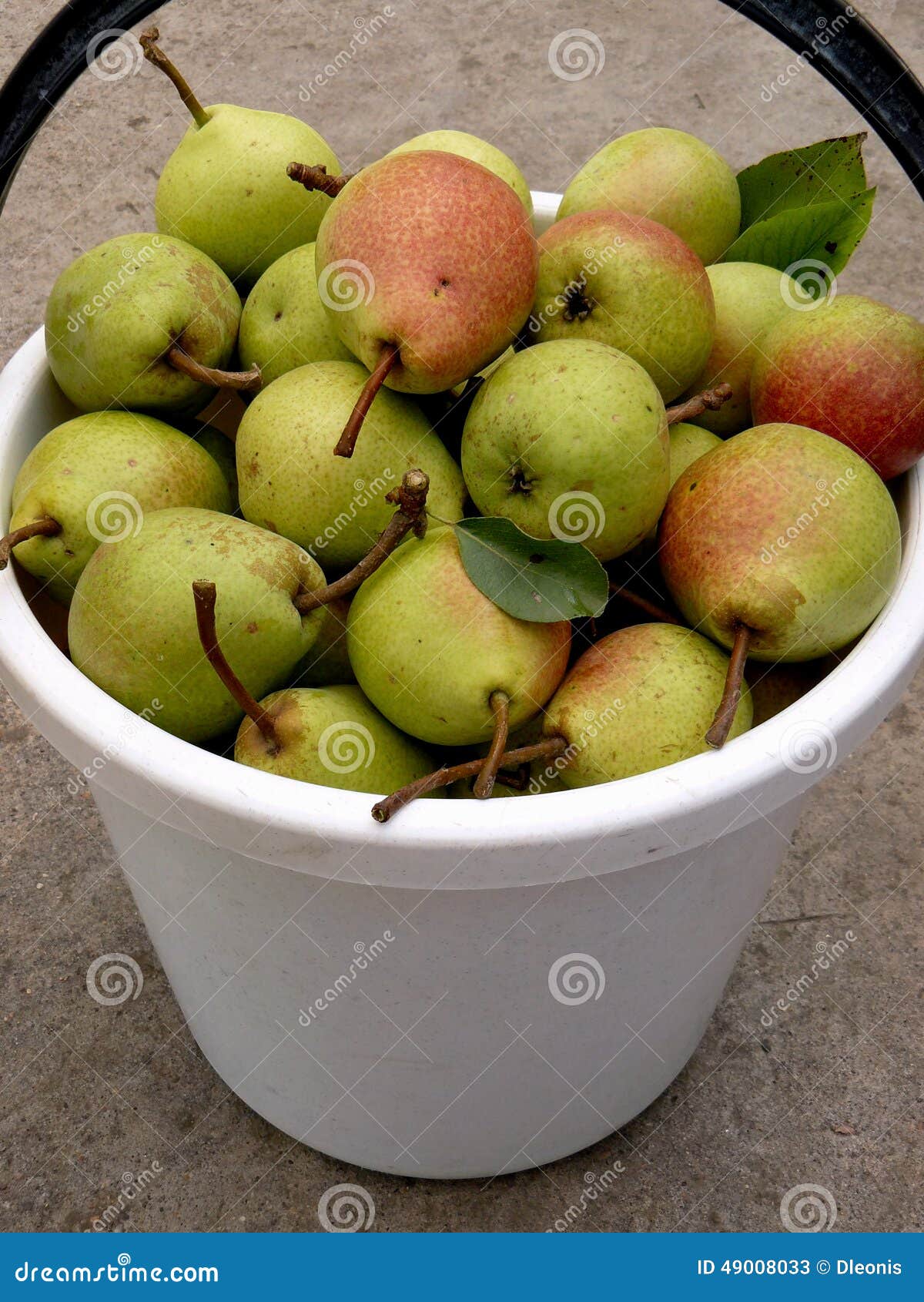 Bucket full of pears stock image. Image of grown, organic - 49008033