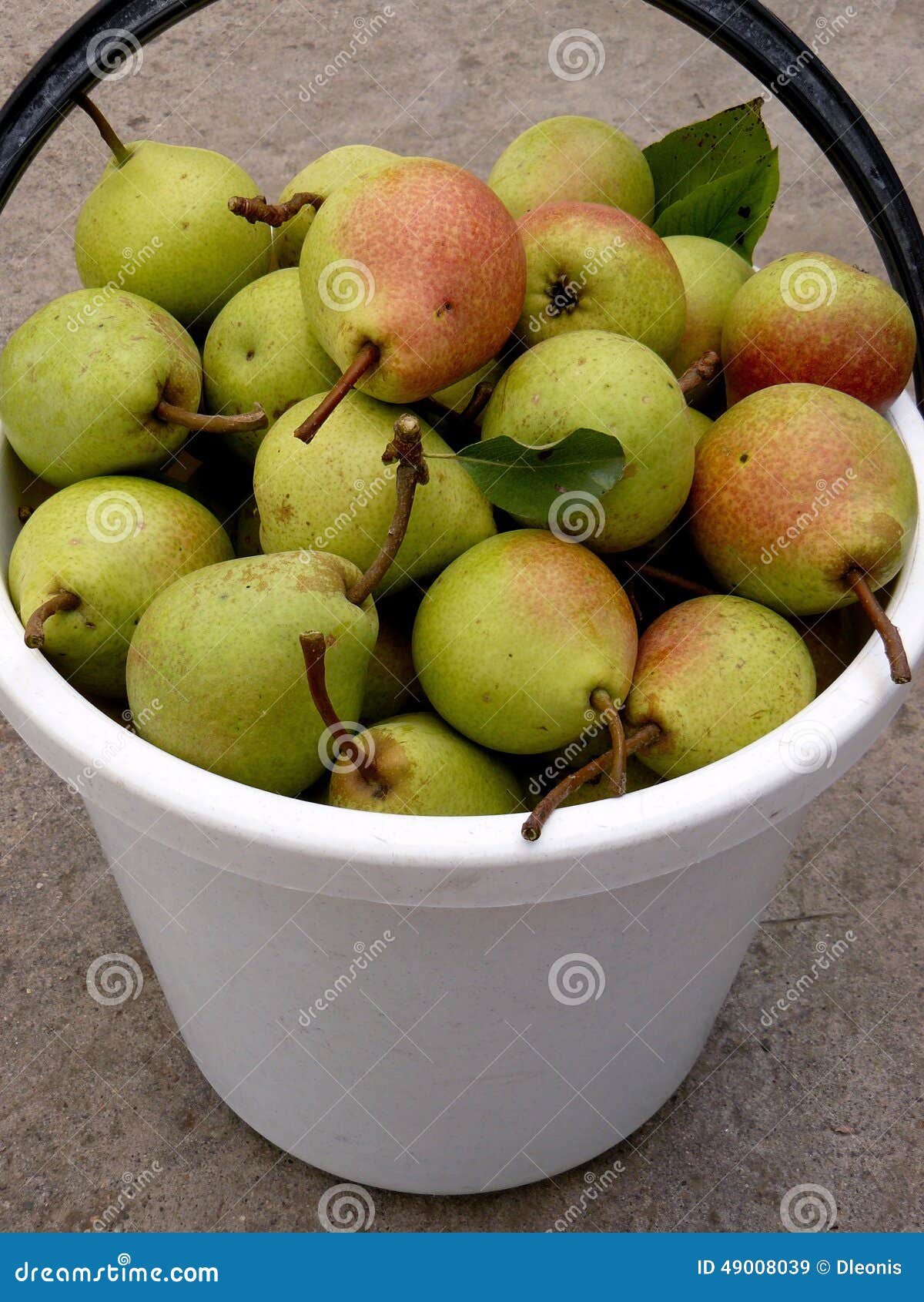 Bucket full of pears stock image. Image of garden, farming - 49008039