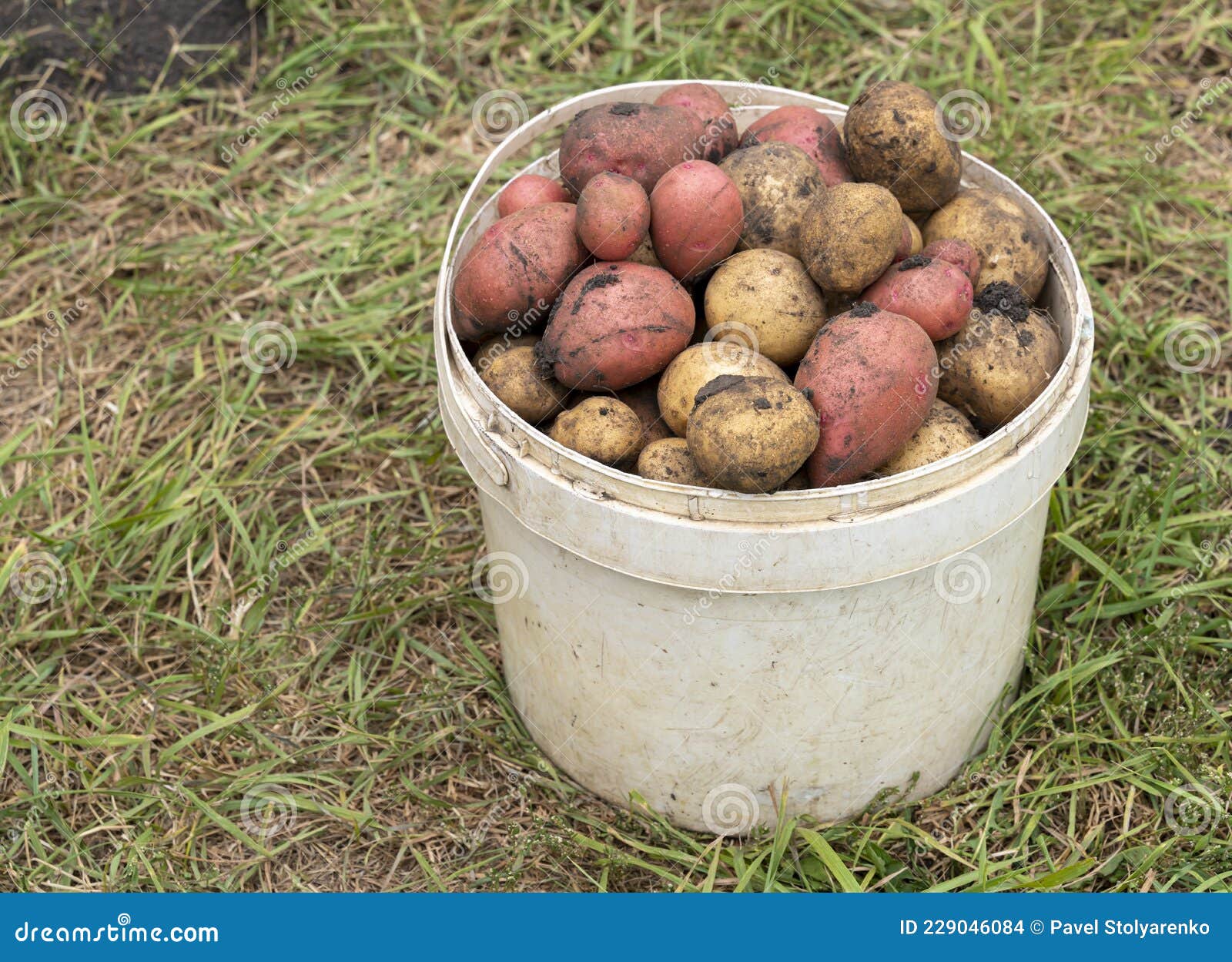 Bucket full of potatoes stock photo. Image of harvested - 229046084