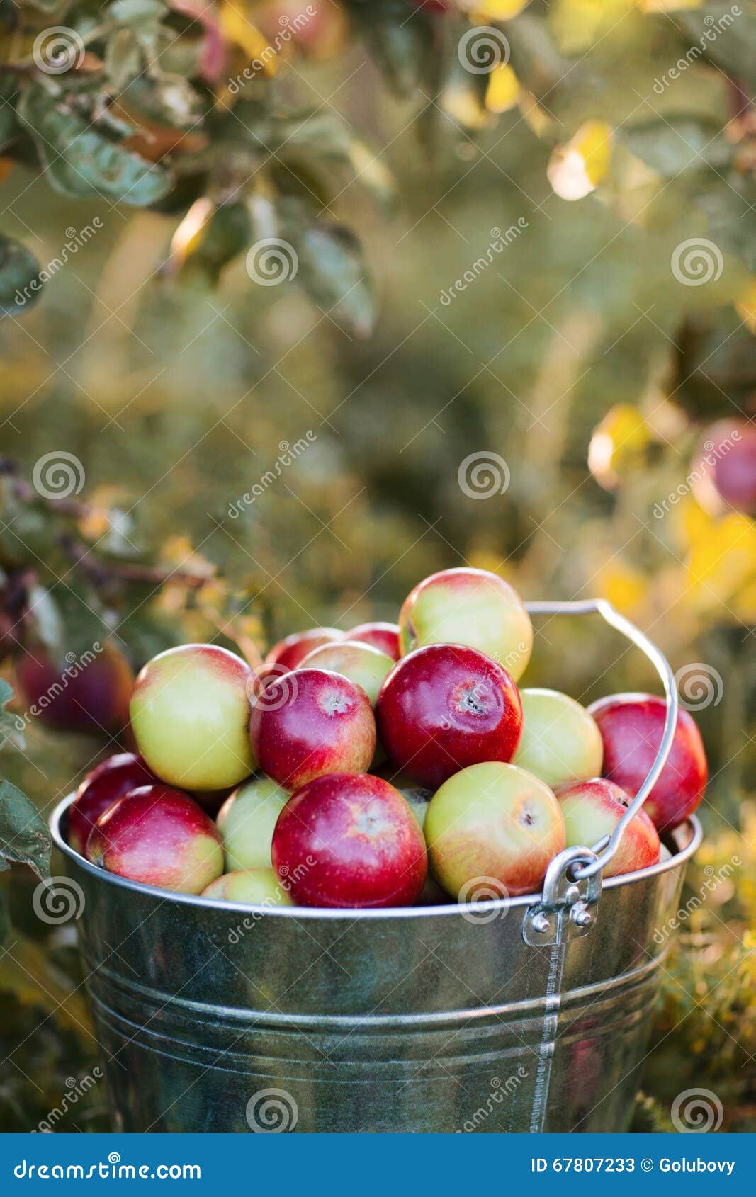 Bucket Full of Ripe Apples in Sunset Stock Image - Image of bright ...