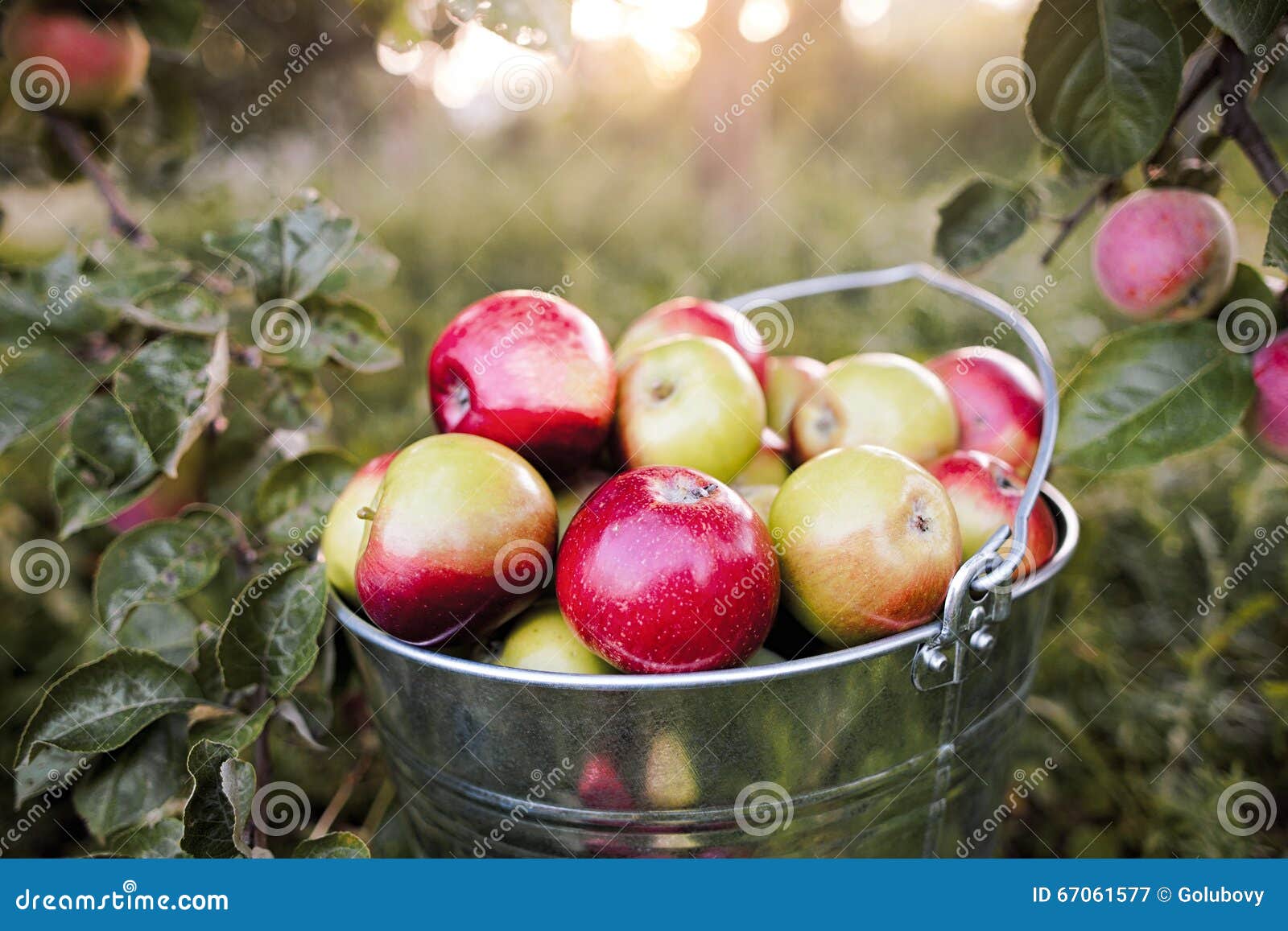 Bucket Full of Ripe Apples in Sunset Stock Image - Image of garden ...
