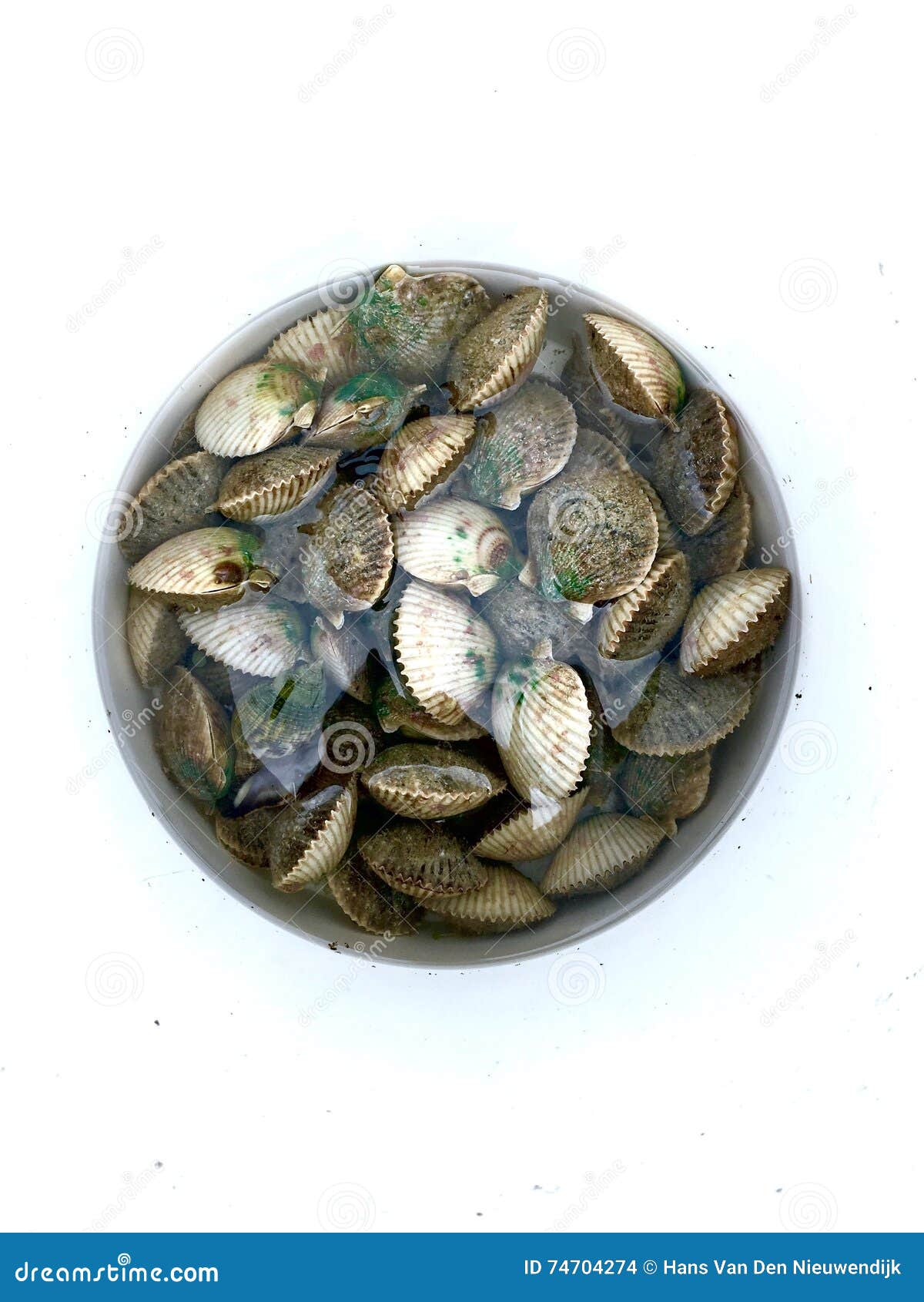 Bucket full of scallops stock photo. Image of full, dish - 74704274